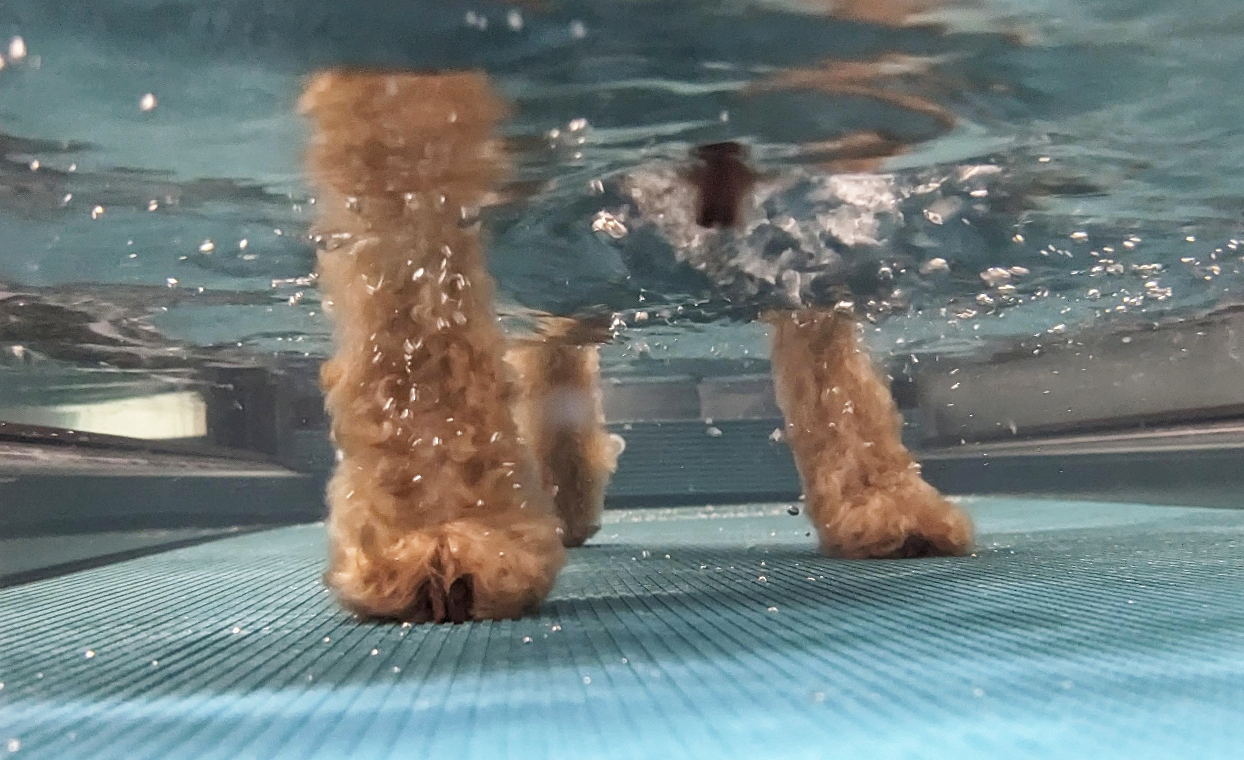 Hydrotherapie (Unterwasser­laufband) - Tierarztpraxis Lisa Plagge